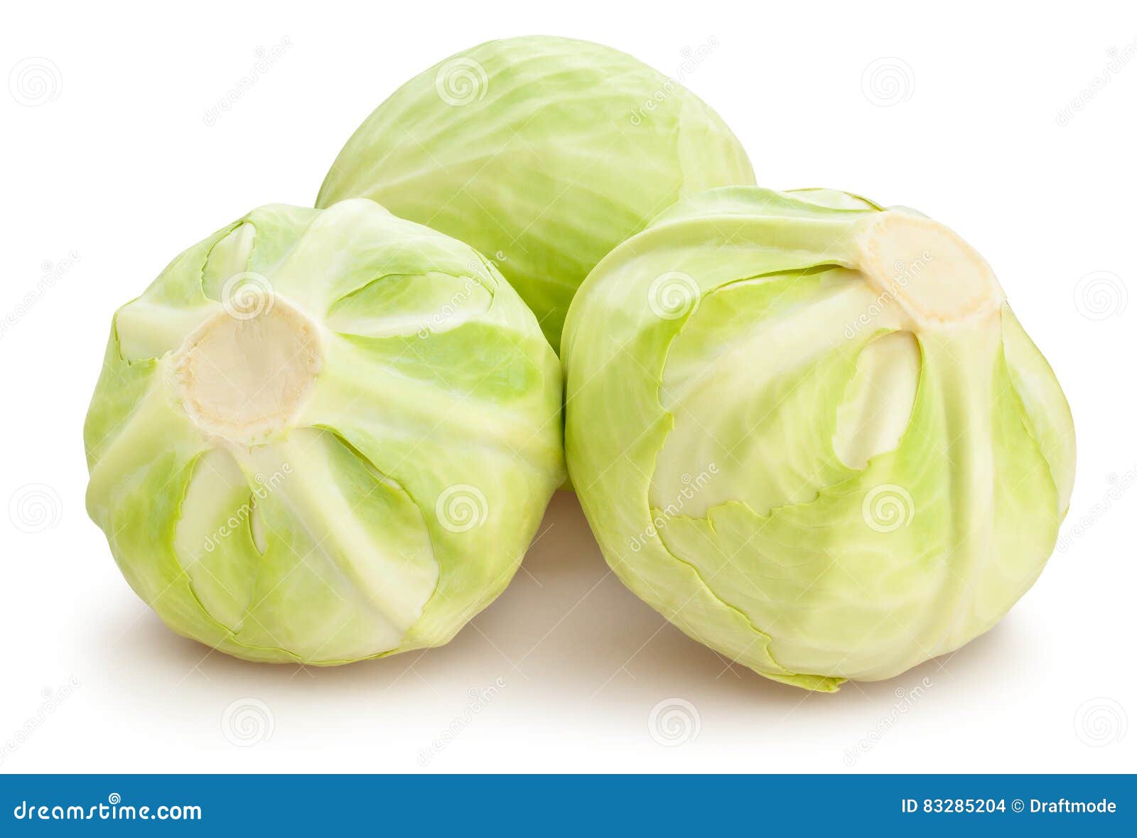 White cabbage stock photo. Image of bright, delicious - 83285204