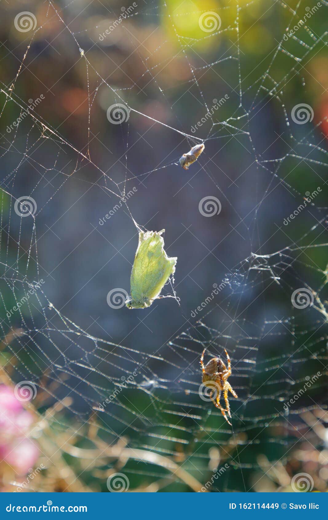 Butterfly Caught in Spider`s Web Stock Image - Image of catch, cabbage ...