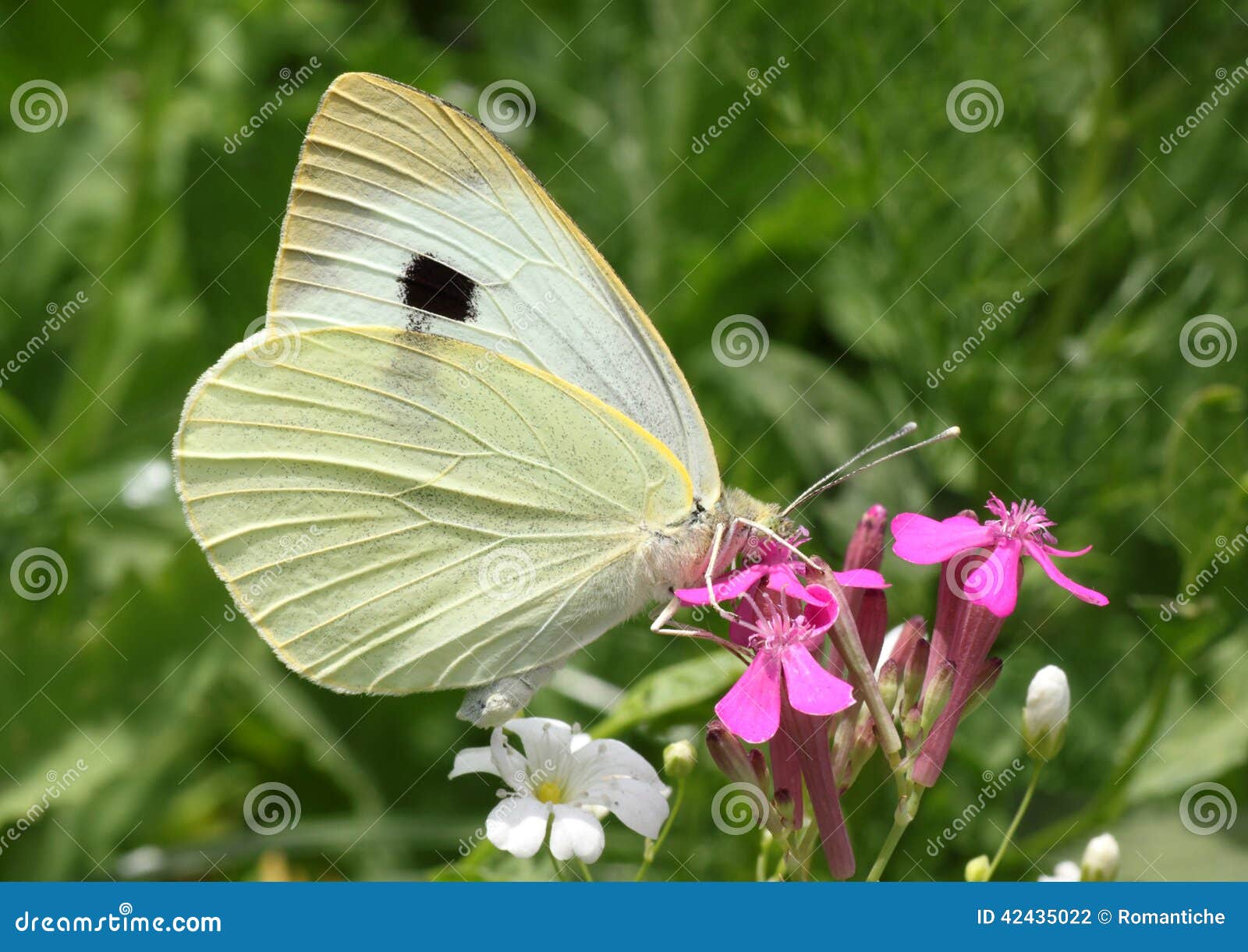 White cabbage butterfly stock photo. Image of flower - 42435022