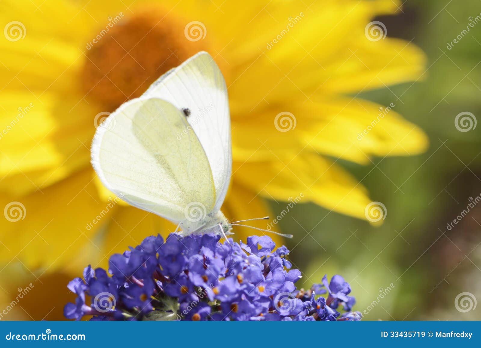 White Cabbage Butterfly stock image. Image of white, animal - 33435719