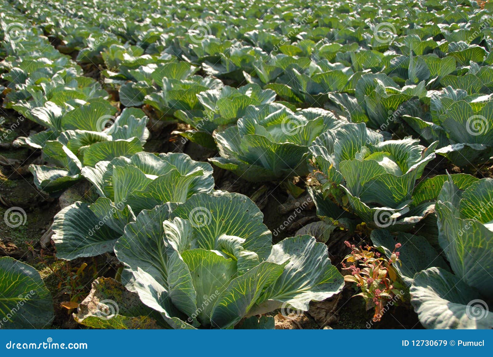 White Cabbage Field stock image. Image of cabbage, field - 12730679