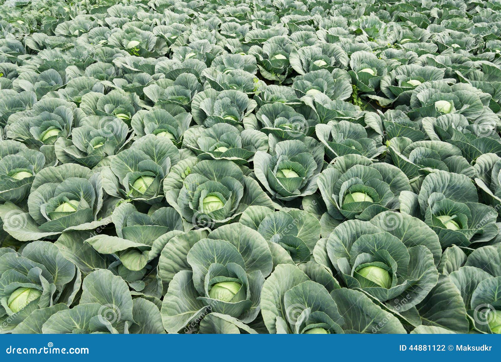 White cabbage field stock photo. Image of production - 44881122