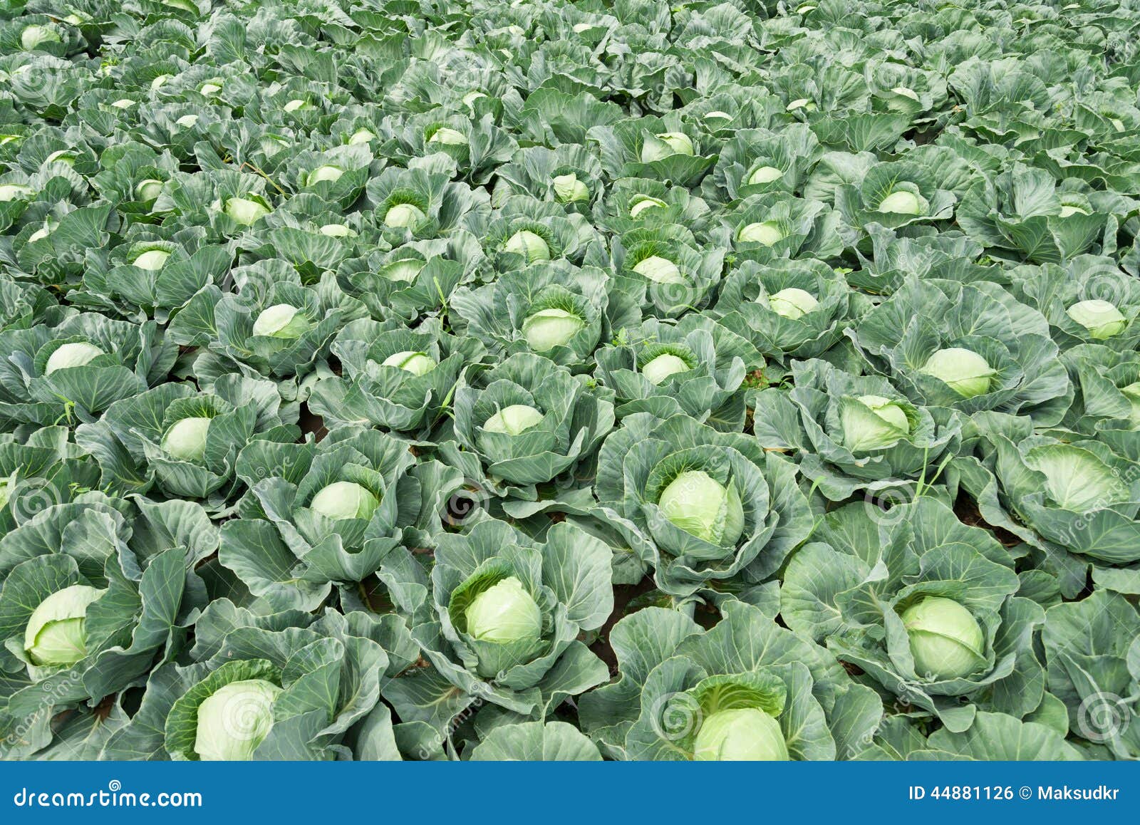 White cabbage field stock photo. Image of line, cabbage - 44881126