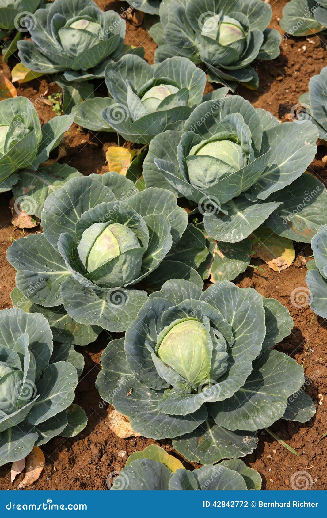 White Cabbage stock photo. Image of grow, garnish, cultivation - 42842772
