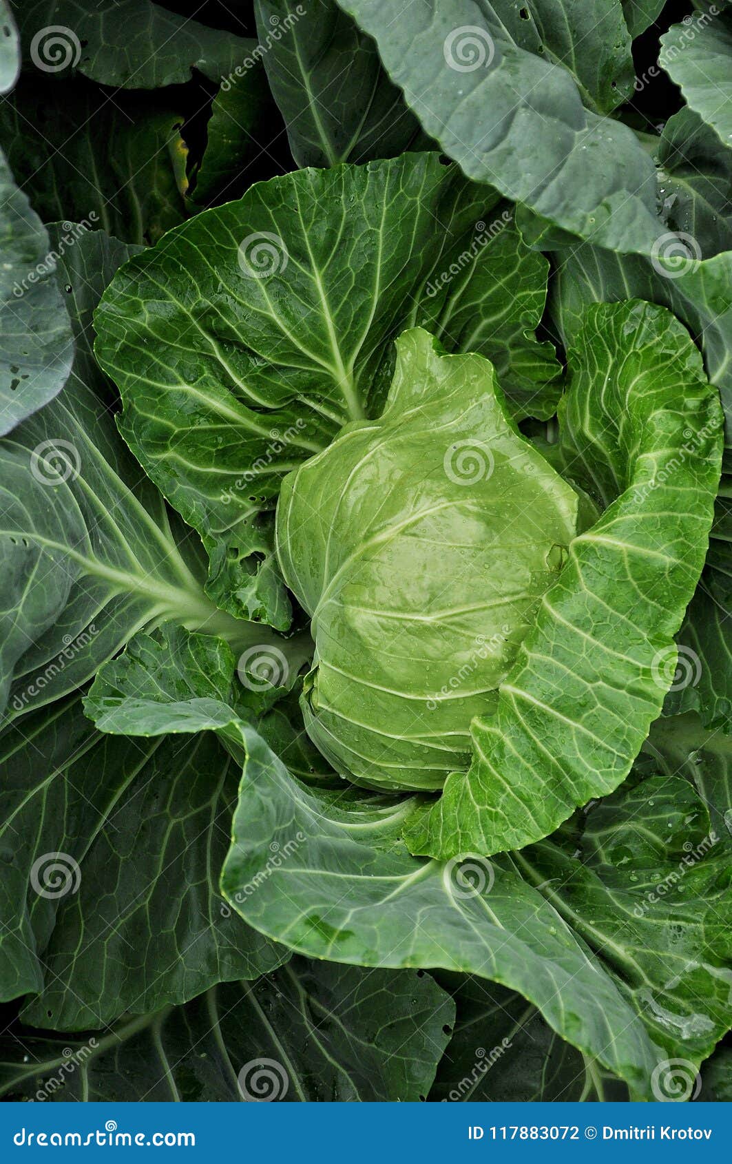 White Cabbage in the Garden Stock Photo - Image of fresh, freshness ...