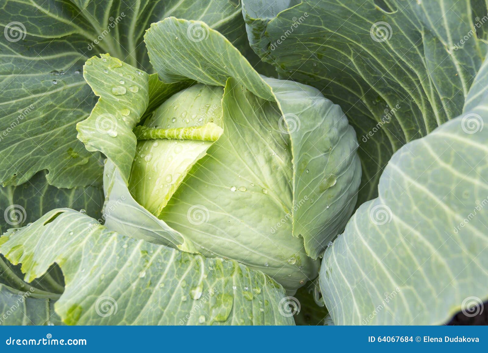 White cabbage stock photo. Image of crop, horizontal - 64067684