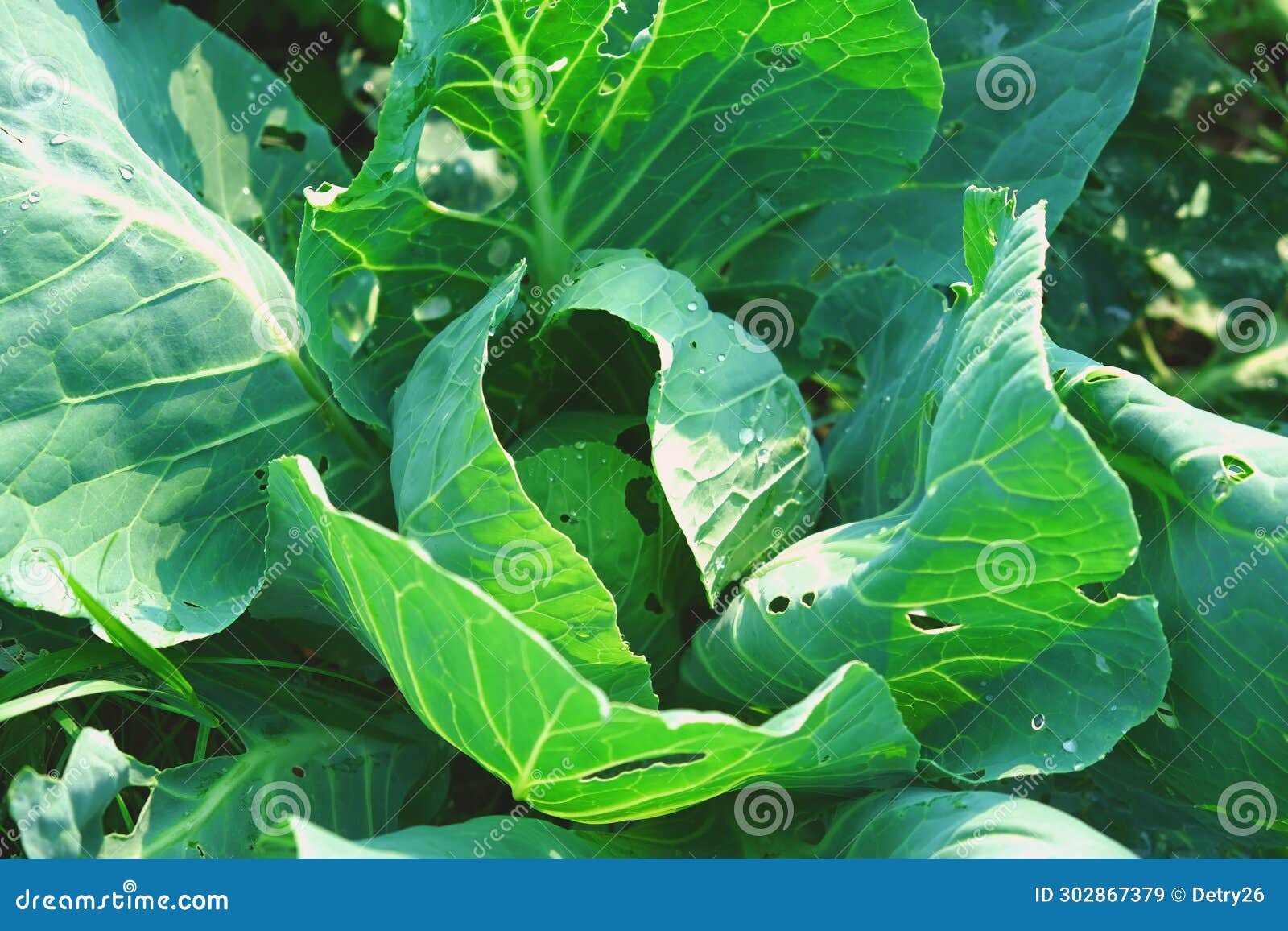 White Cabbage Growing in Garden, Top View. a Patch of Cabbage Overgrown ...