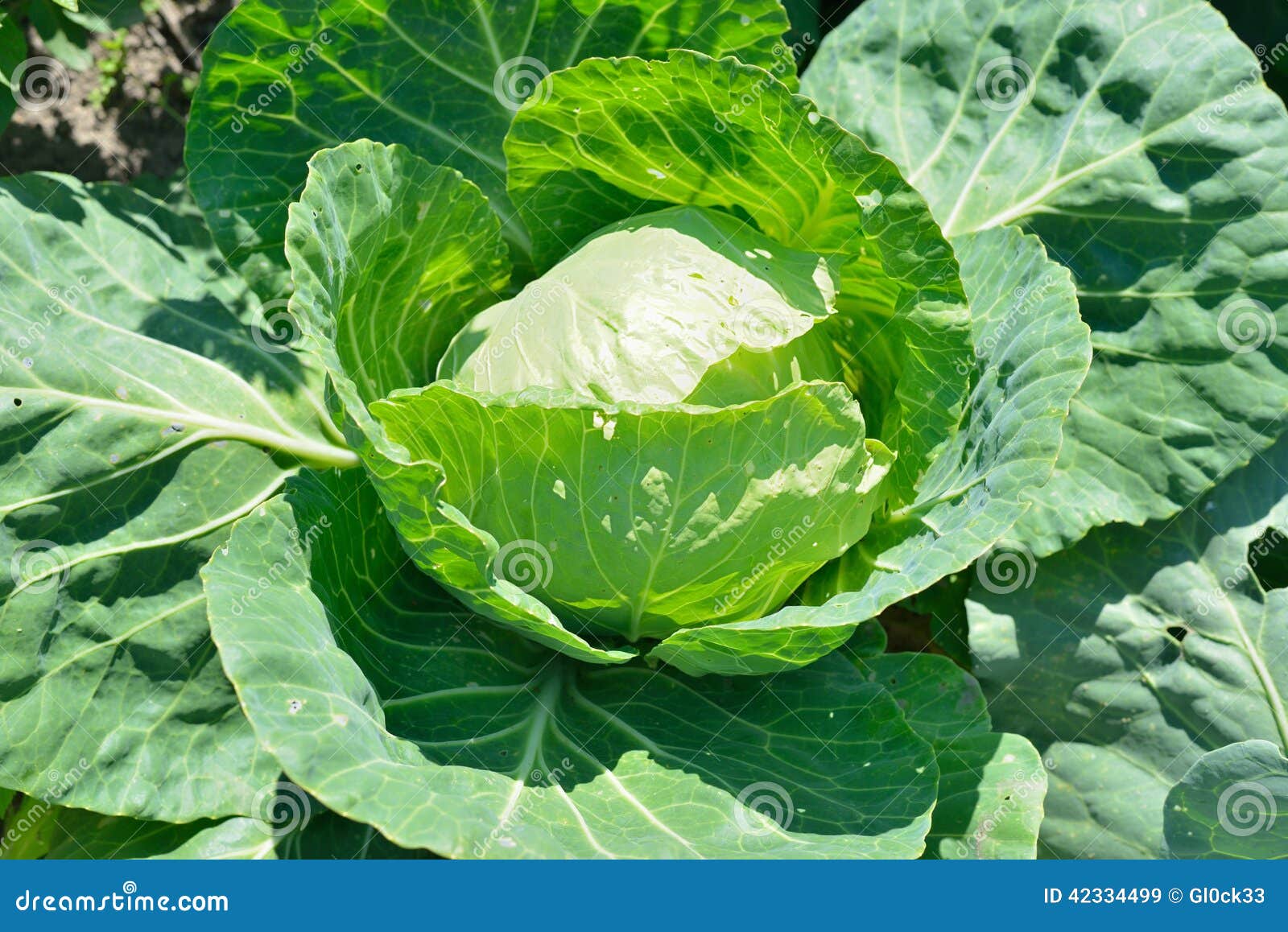 White cabbage stock image. Image of outdoor, leaf, garden - 42334499