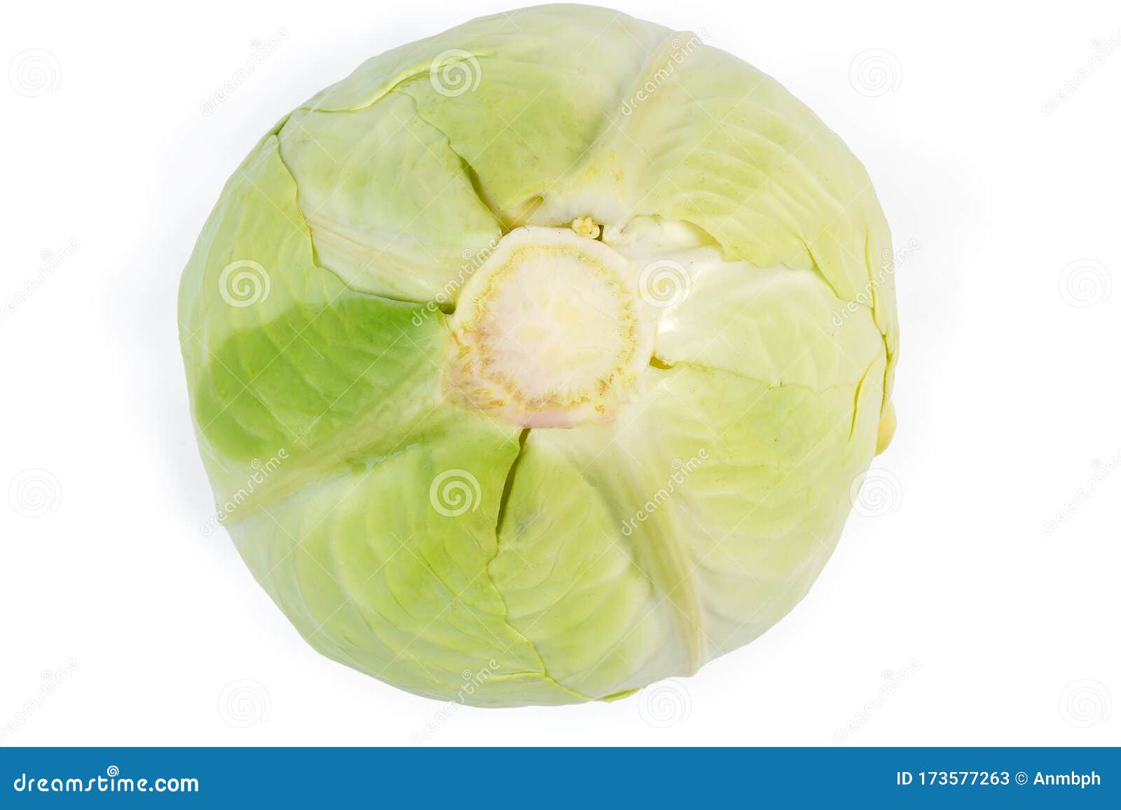 White Cabbage Head, View from Cabbage Stalk Side Close-up Stock Image ...
