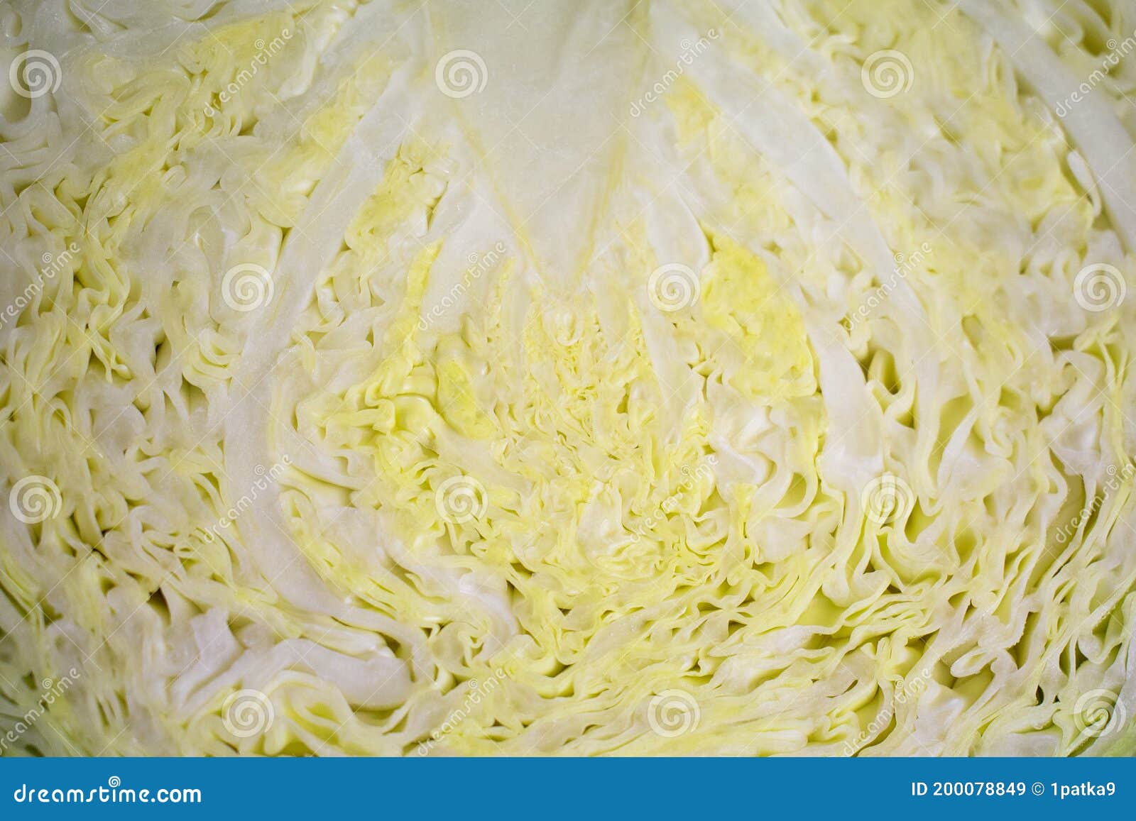 White cabbage inside part stock image. Image of cole - 200078849