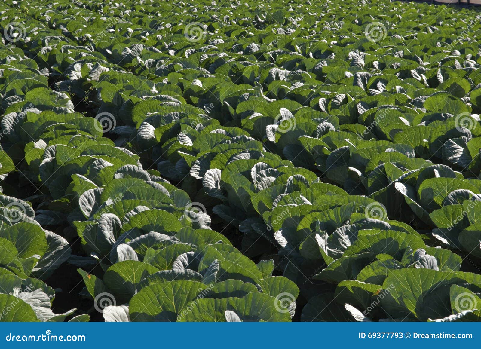 White cabbage plantation stock image. Image of cultivation - 69377793