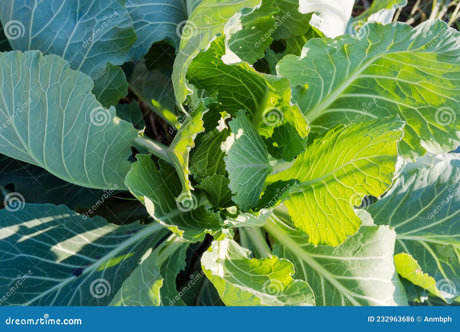 White Cabbage during Starting of Forming Cabbage Head, Top View Stock ...