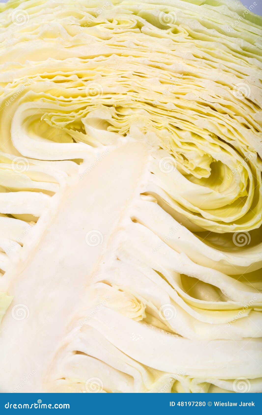 White cabbage stock photo. Image of closeup, inside, foliage - 48197280