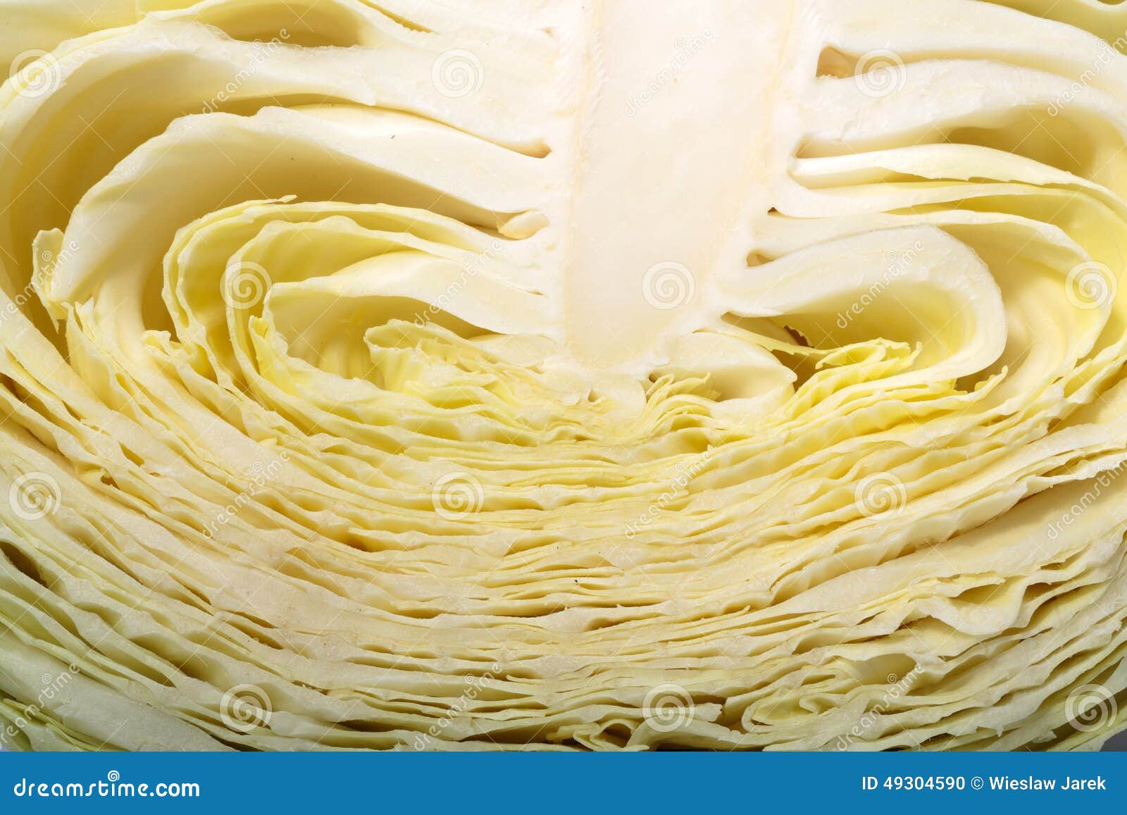 White cabbage stock photo. Image of dieting, green, healthy - 49304590