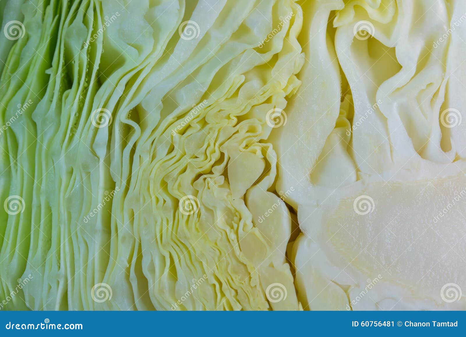 White cabbage, texture. stock image. Image of leaf, abstract - 60756481
