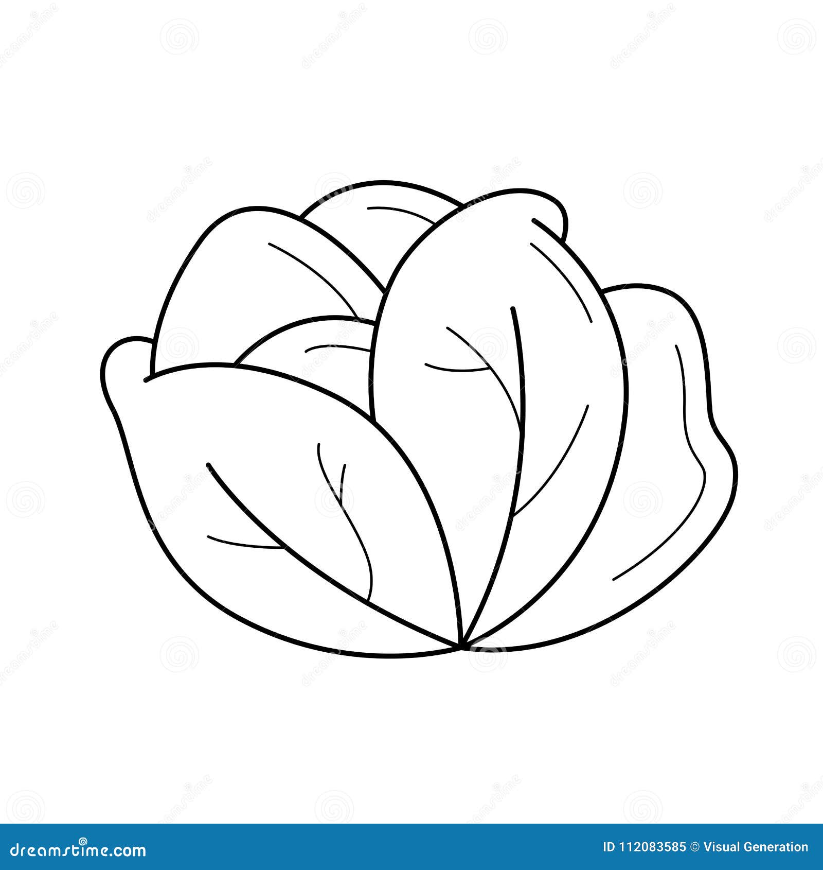 White Cabbage Vector Line Icon. Stock Vector - Illustration of cabbage ...