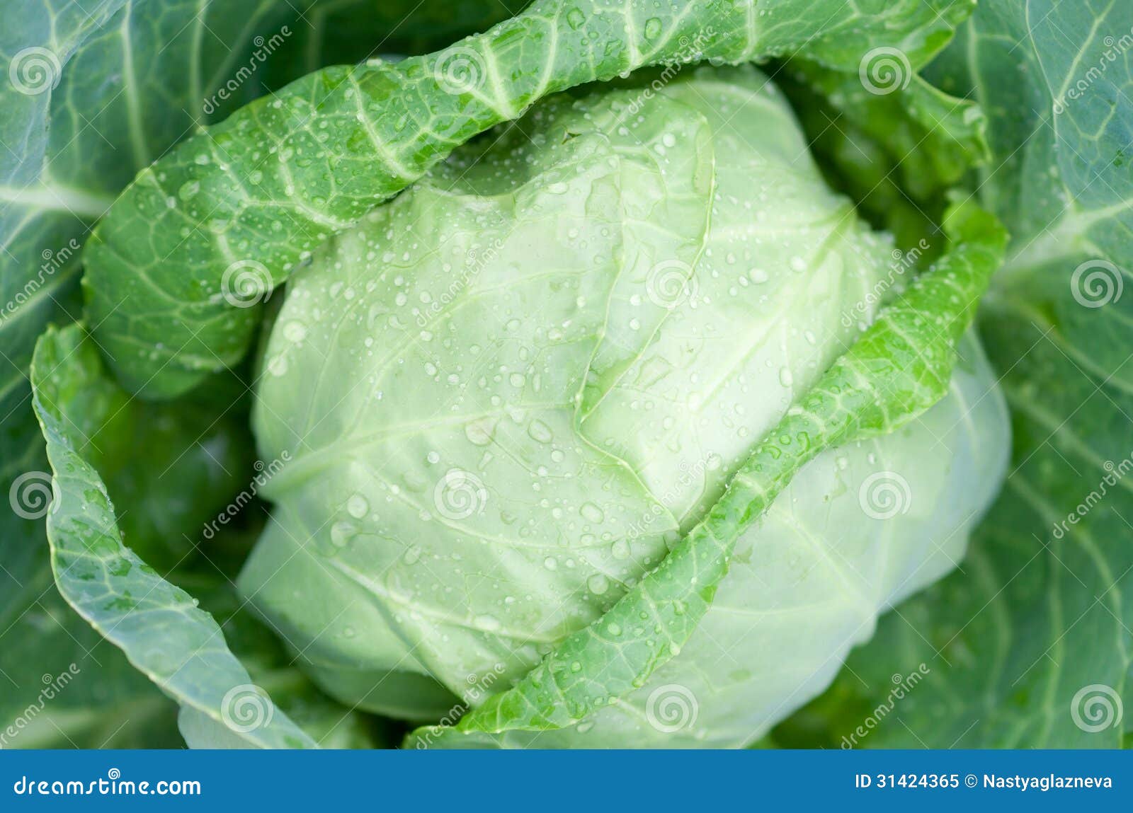 White Cabbage with Water Drops Stock Image - Image of plant, nature ...