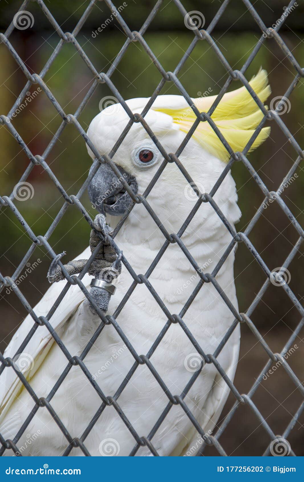 White Cacadu Cacatuidae Parrots in a Cage at a Zoo Stock Photo - Image ...