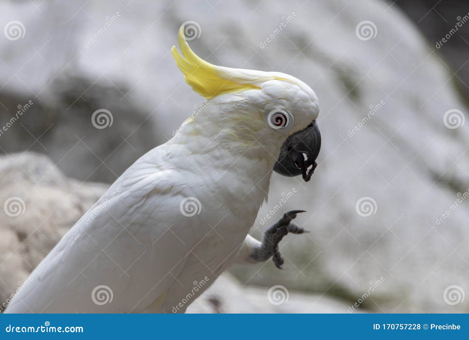 White Cacadu Cacatuidae Parrots Stock Photo - Image of parrot, face ...