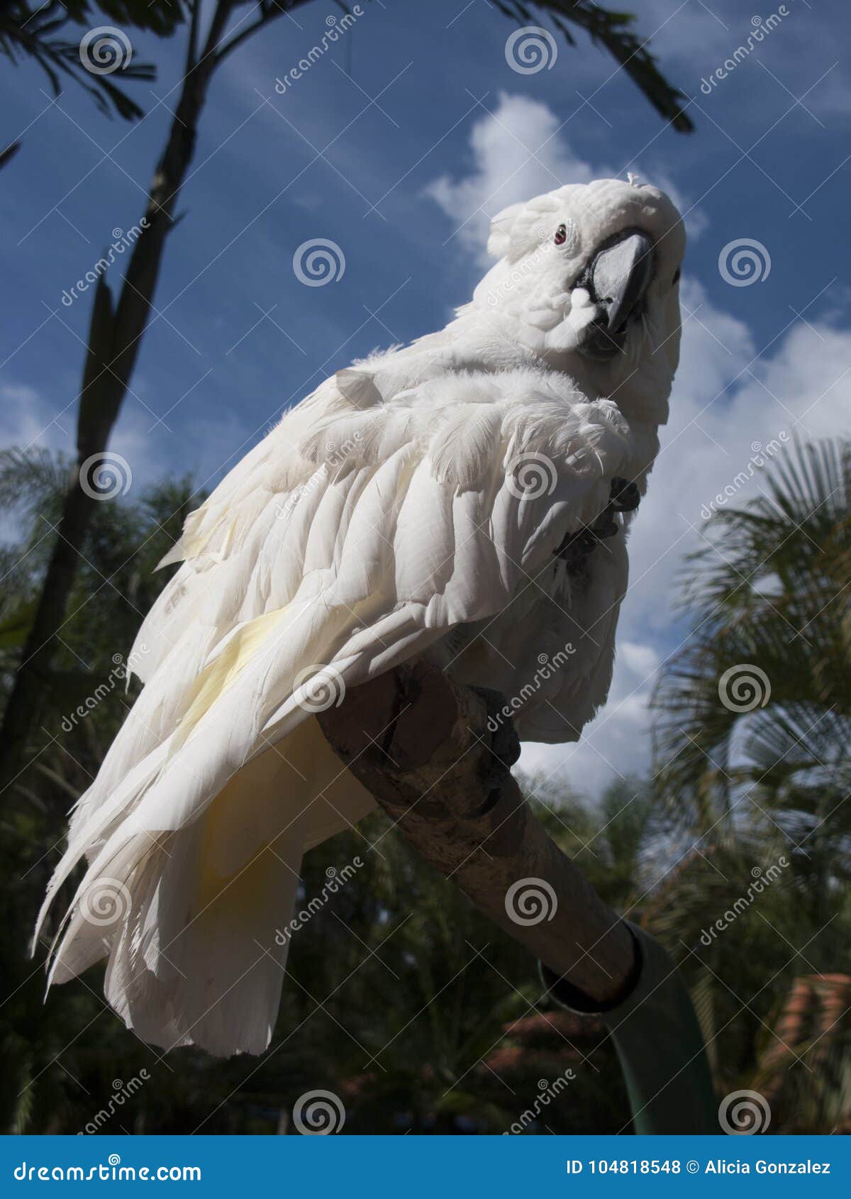 White cacatua, cocatoo stock photo. Image of beauty - 104818548