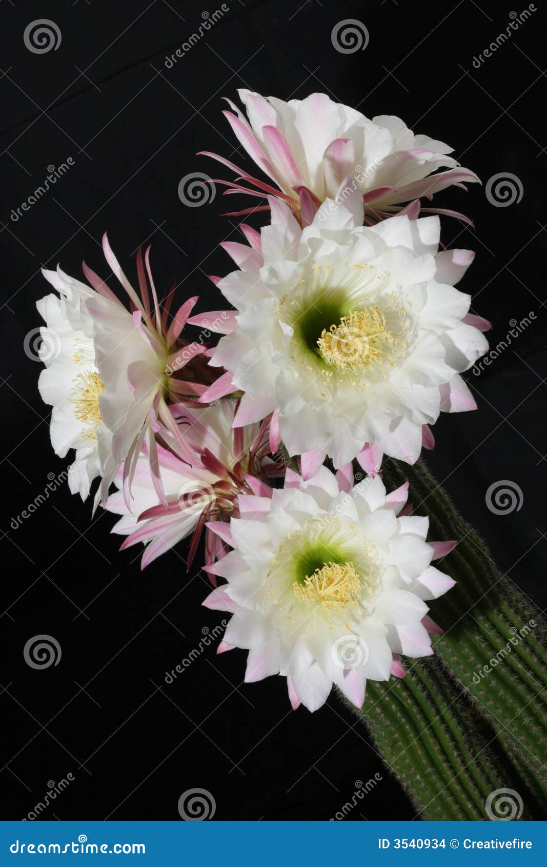 White Cactus Flower stock photo. Image of nature, yellow - 3540934