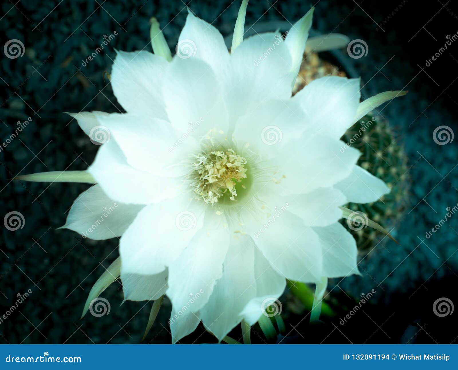 White Cactus Flower Blooming on the Stone Stock Photo - Image of health ...