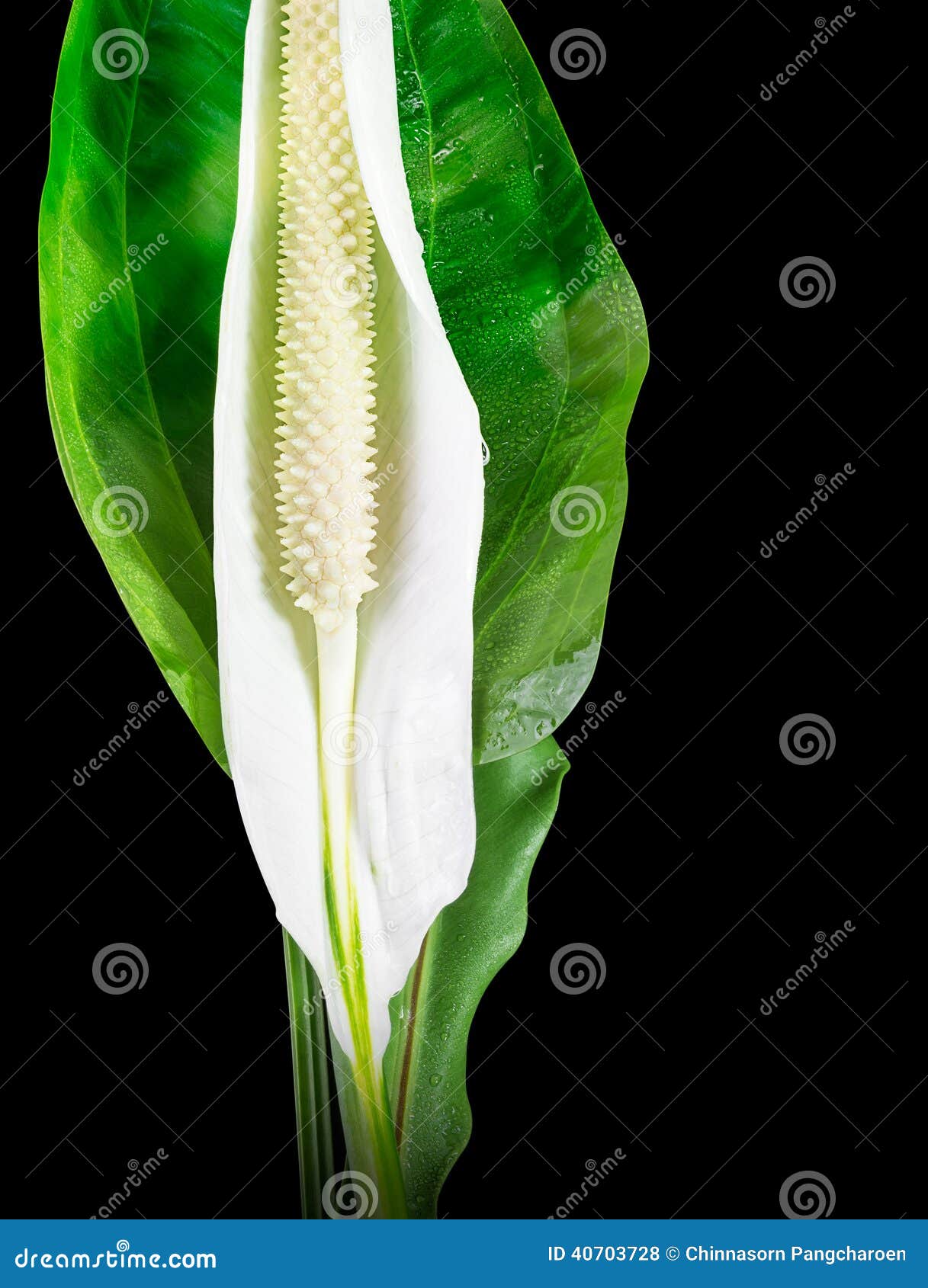 White caladium flower stock photo. Image of natural, alive - 40703728