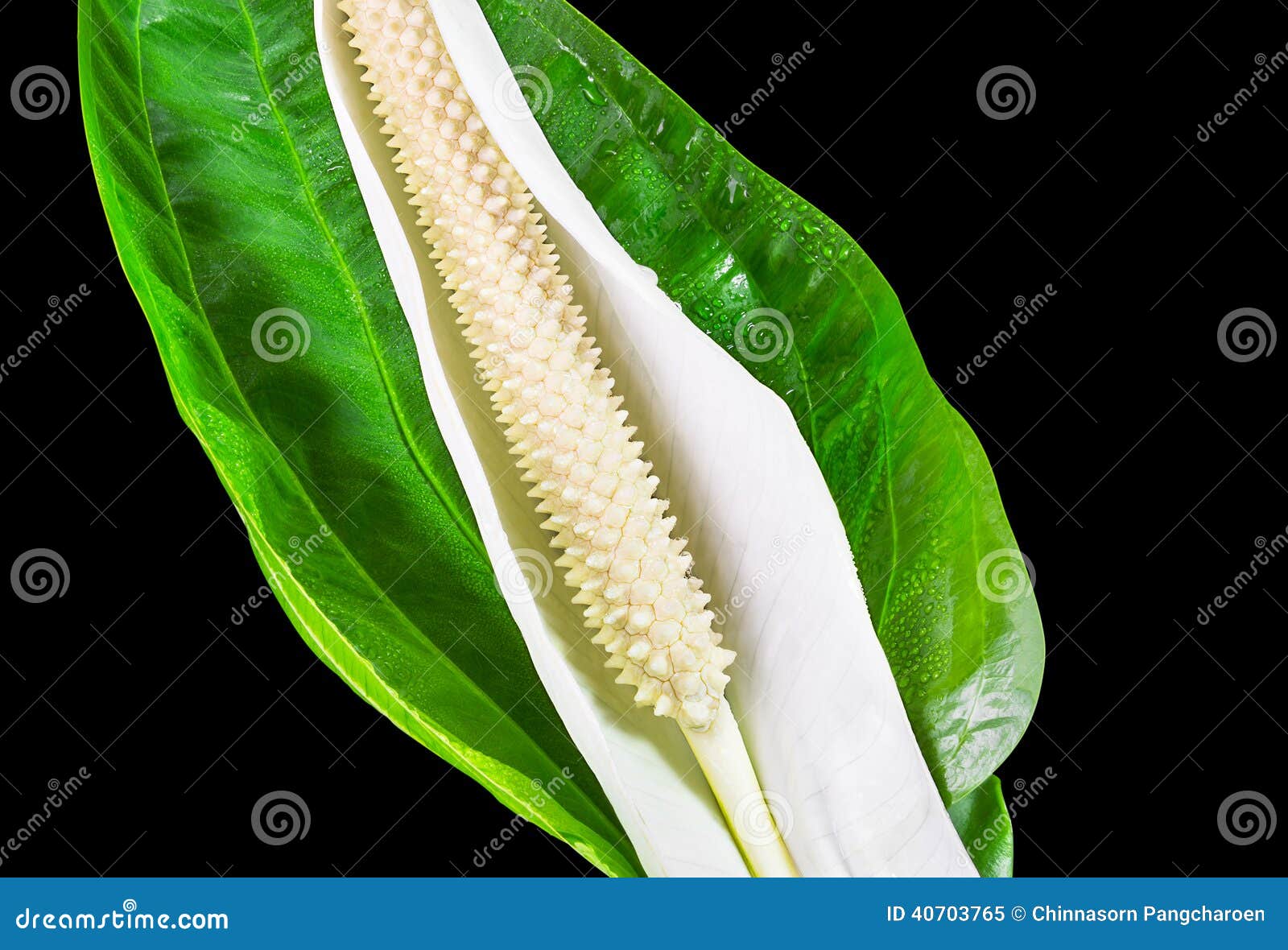 White Caladium Flower Isolate Stock Image - Image of detail, beautiful ...