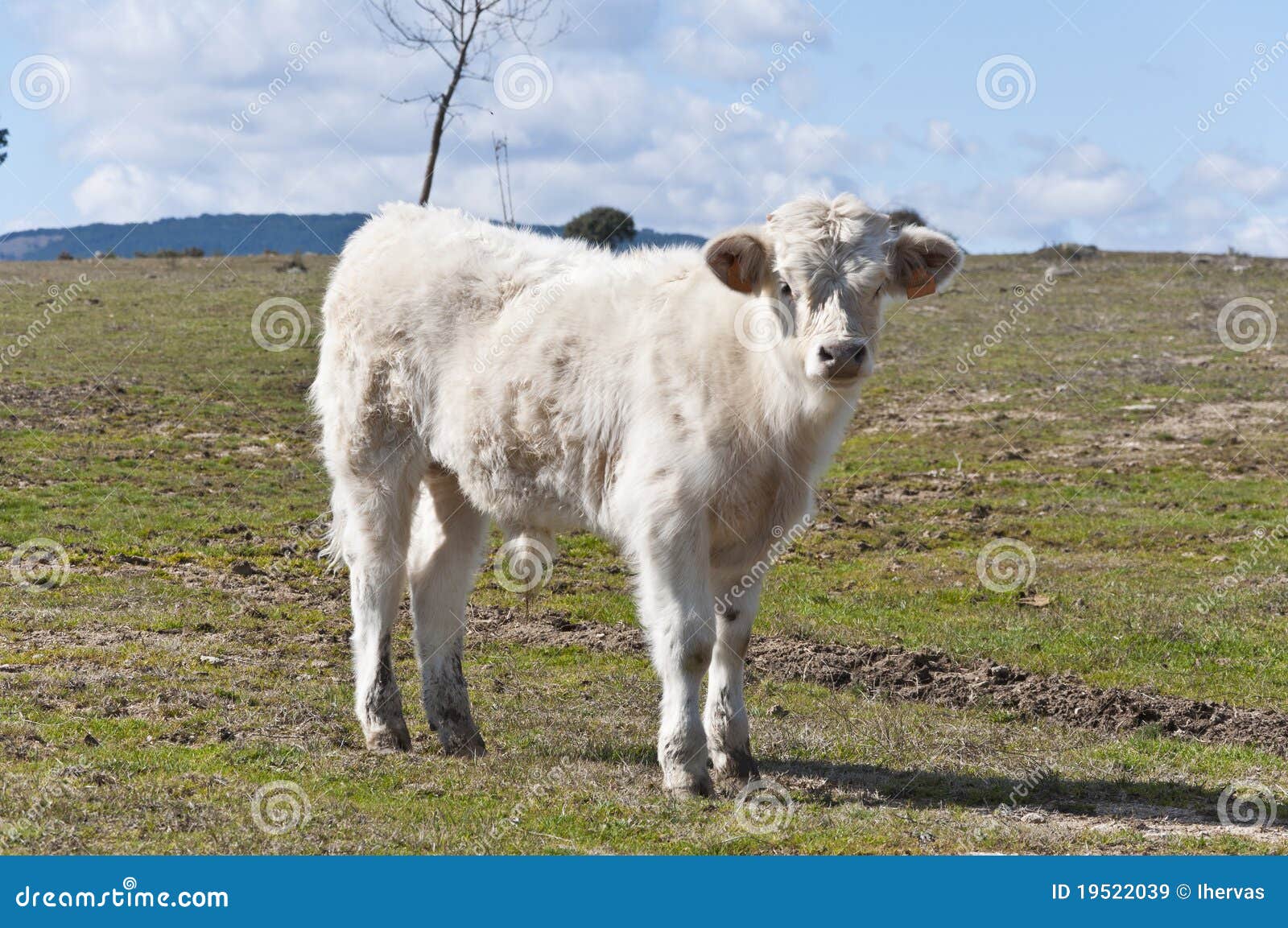 White calf stock image. Image of rural, pastureland, bovine - 19522039