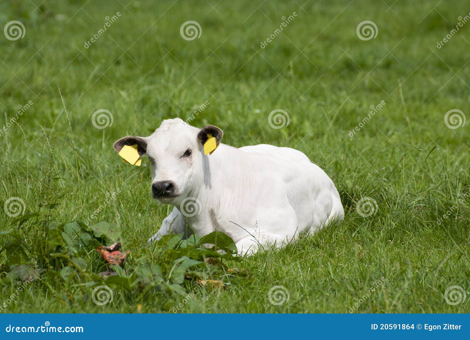 White calf stock photo. Image of livestock, herd, holstein - 20591864