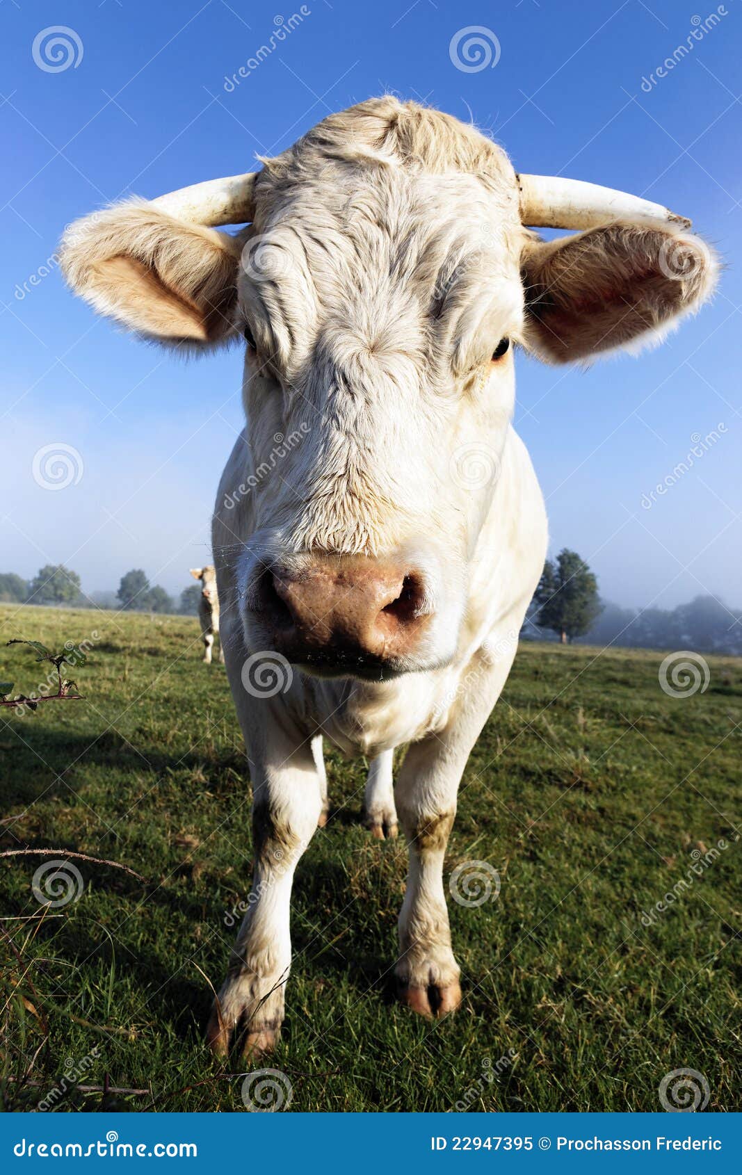 White calf stock image. Image of farmland, nature, countryside - 22947395