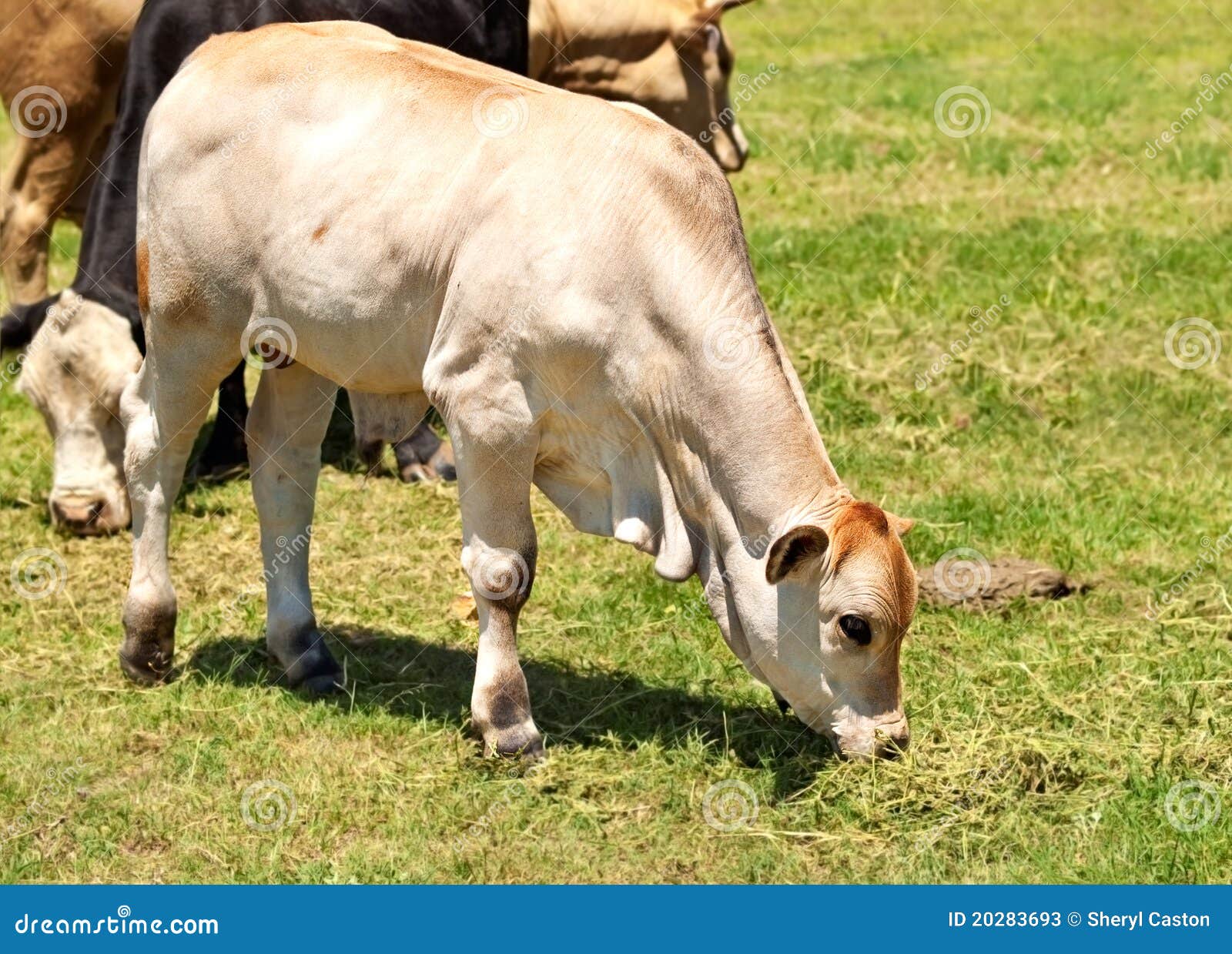 White Calf In A Cage Royalty-Free Stock Photography | CartoonDealer.com ...
