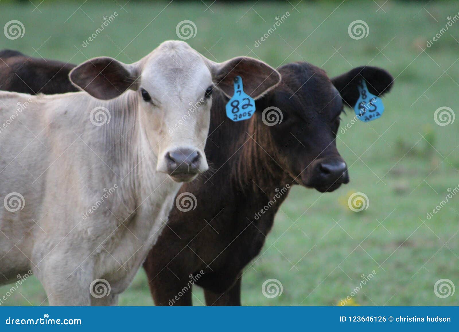 Two calves stock photo. Image of black, calf, agriculture - 123646126