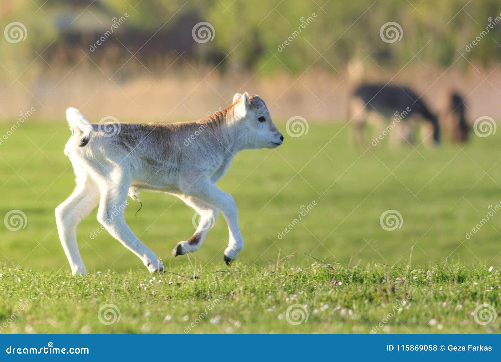 White Calf Jumping on the Pasture Stock Photo - Image of mammal, meat ...
