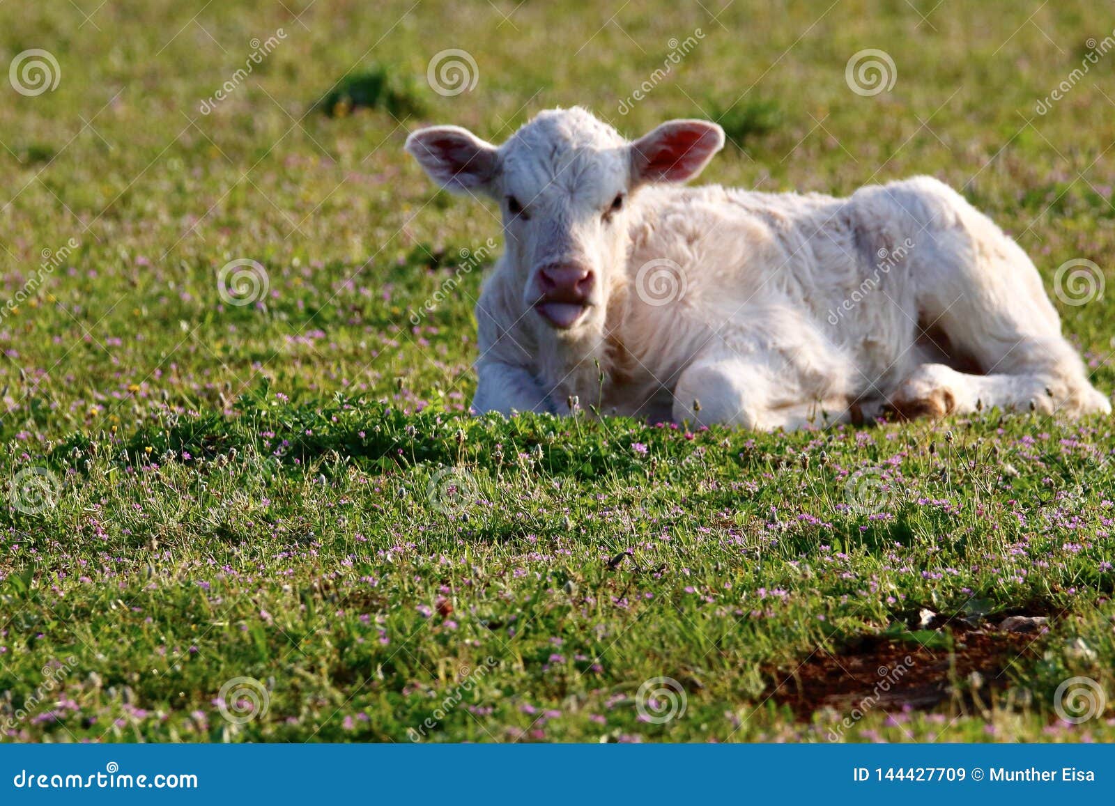 White calf stock image. Image of enjoying, grass, morning - 144427709