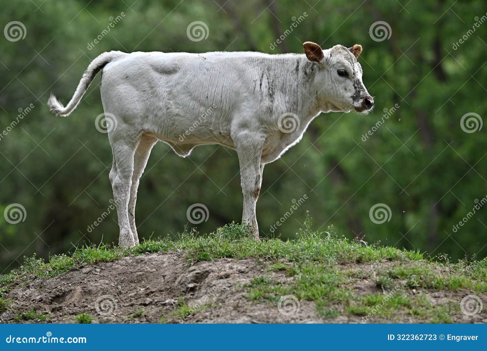 White Calf on the Meadow Farm Animals Stock Image - Image of mammals ...