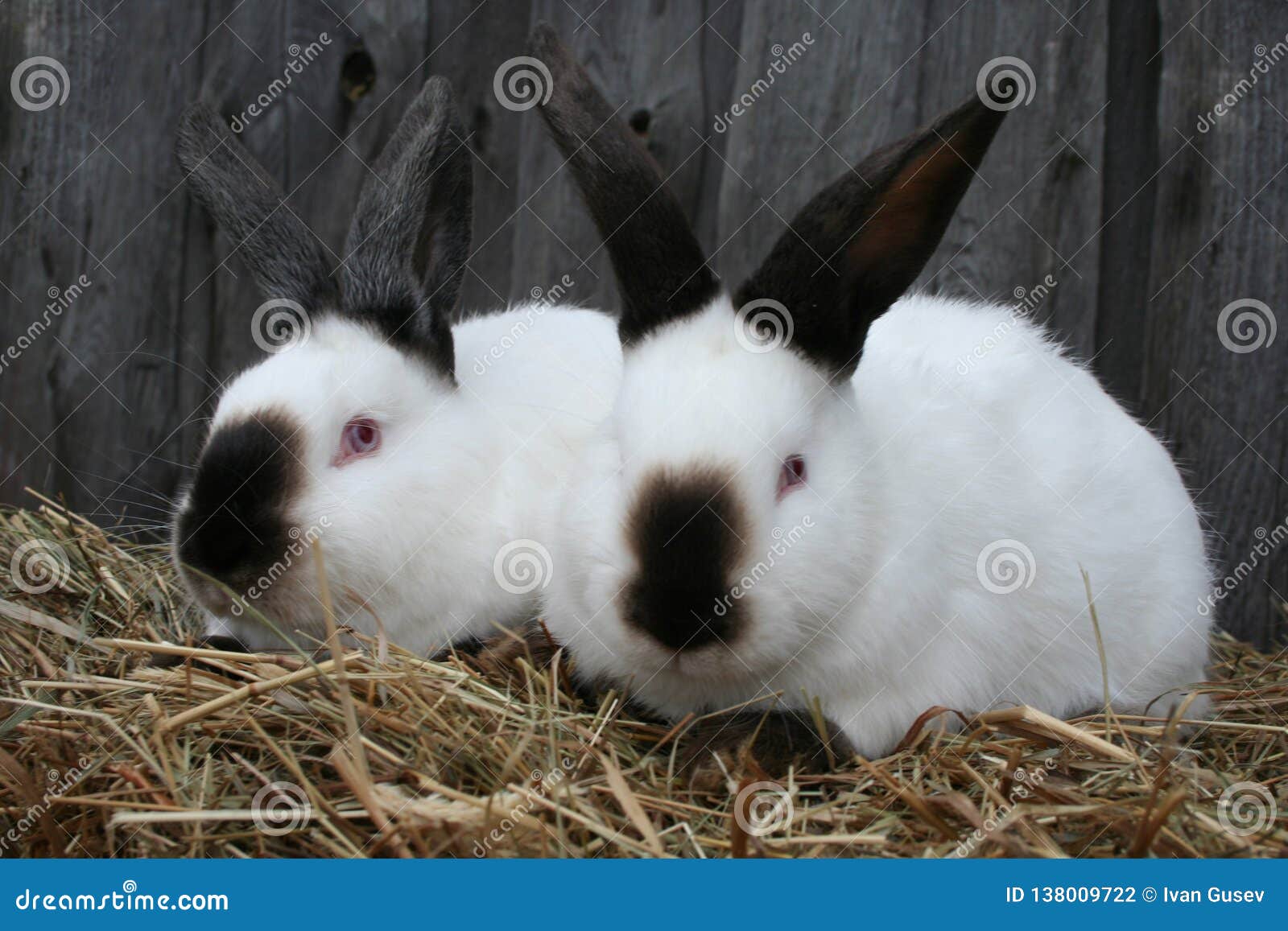 White California rabbit stock photo. Image of wool, eared - 138009722