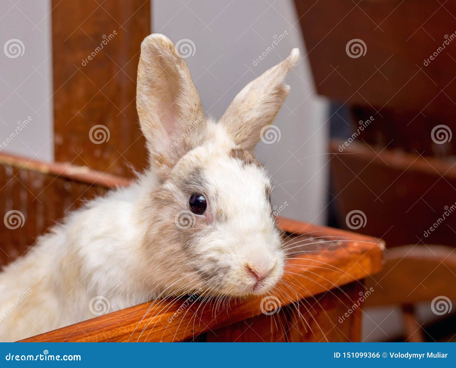 White Californian Rabbit Sits on a Wooden Platform_ Stock Photo - Image ...