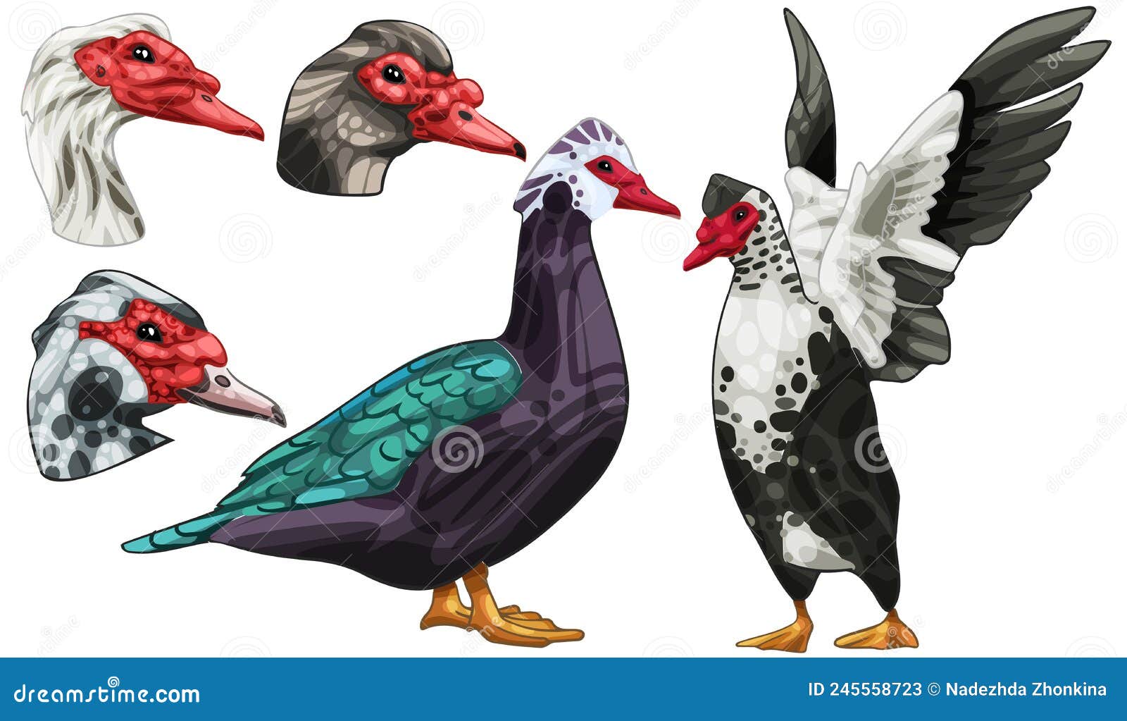 Muscovy duck stock vector. Illustration of muscovy, wing - 245558723