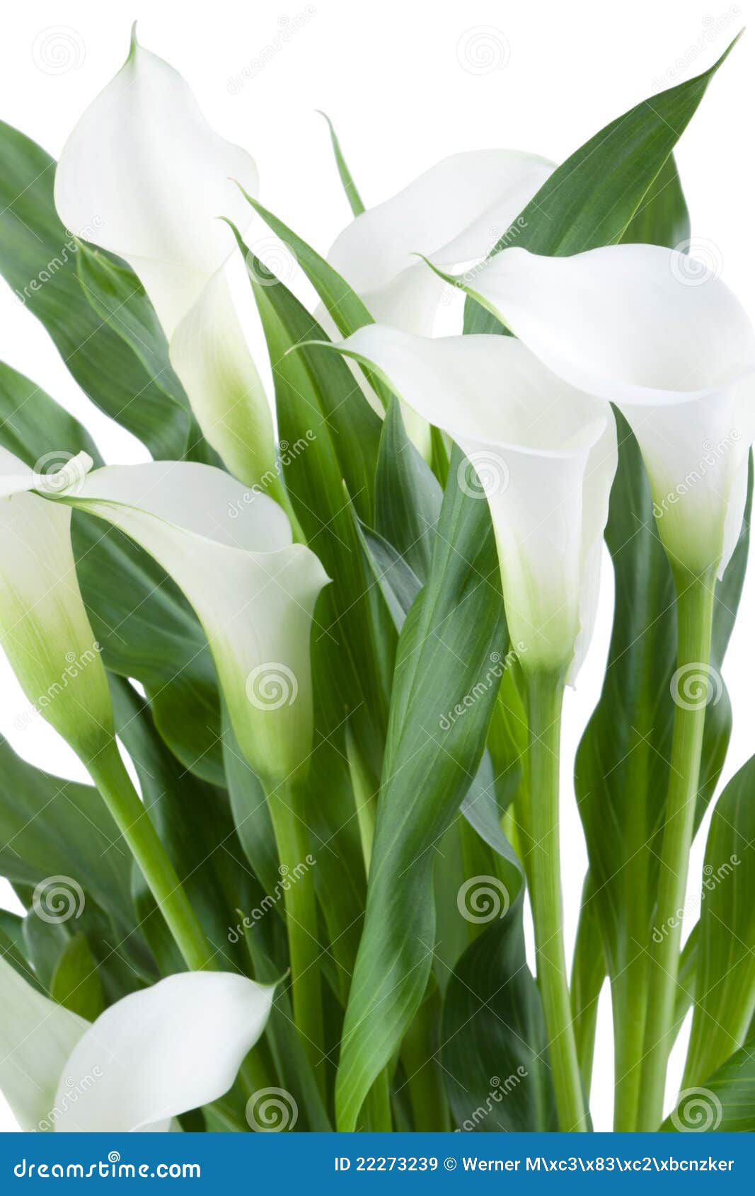 White Calla stock image. Image of calla, closeup, bloom - 22273239