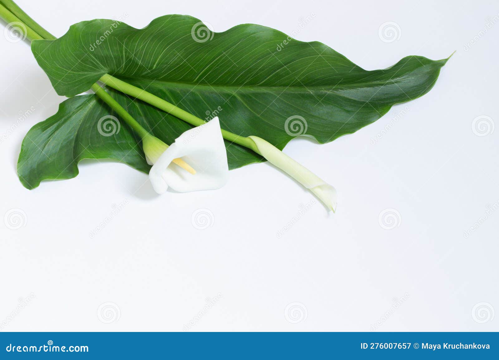 White Calla Flower on White Background Stock Image - Image of copy ...