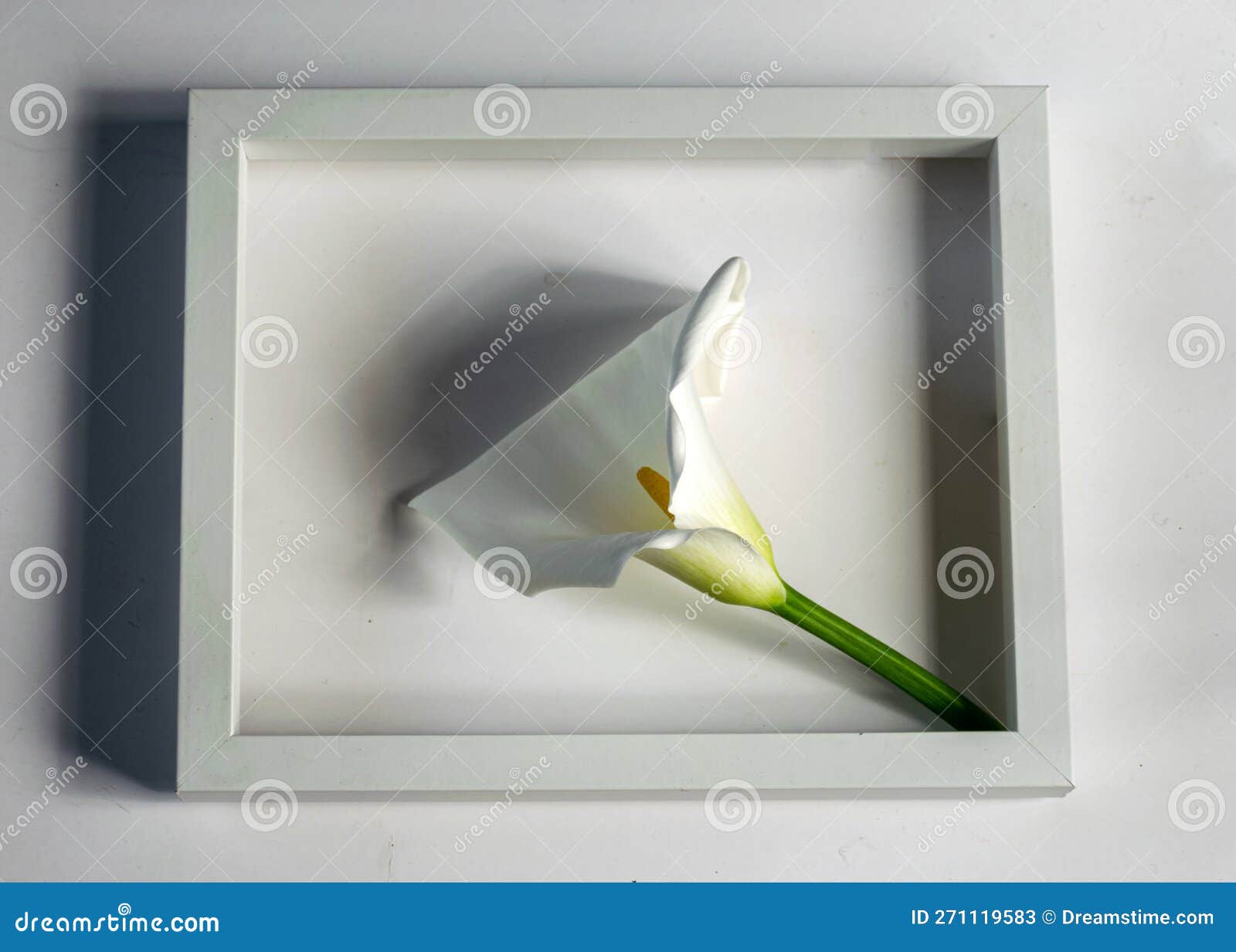 White Calla Flower in a White Frame, Happy Holidays, Spring Stock Image ...