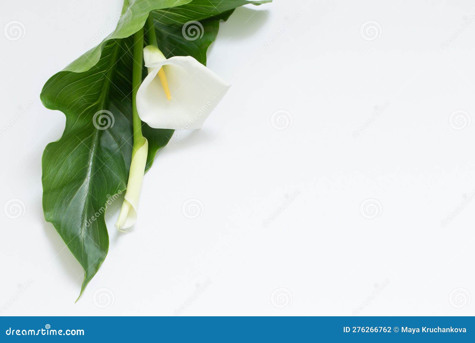 White Calla Flower on White Background Stock Photo - Image of elegant ...