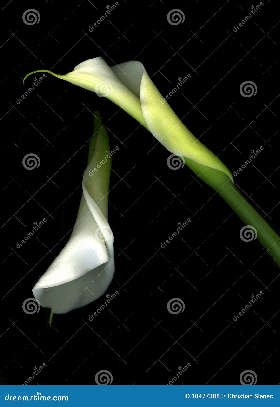 White Calla Lilies on Black Stock Photo - Image of isolated, calla ...