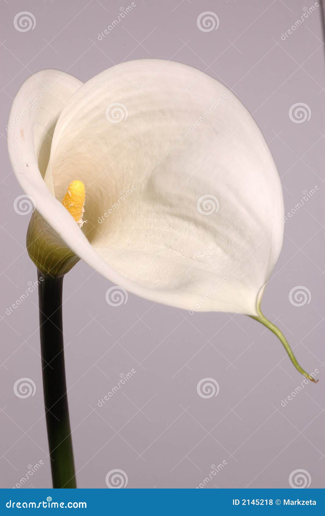 Calla Lily Flower. Large White Flower On A Soft Background Stock ...