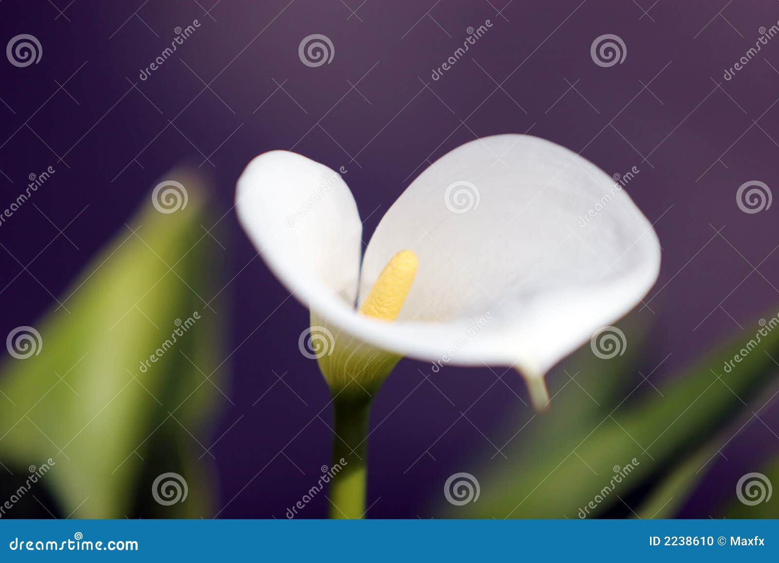 White calla lily flower stock photo. Image of bloom, close - 2238610