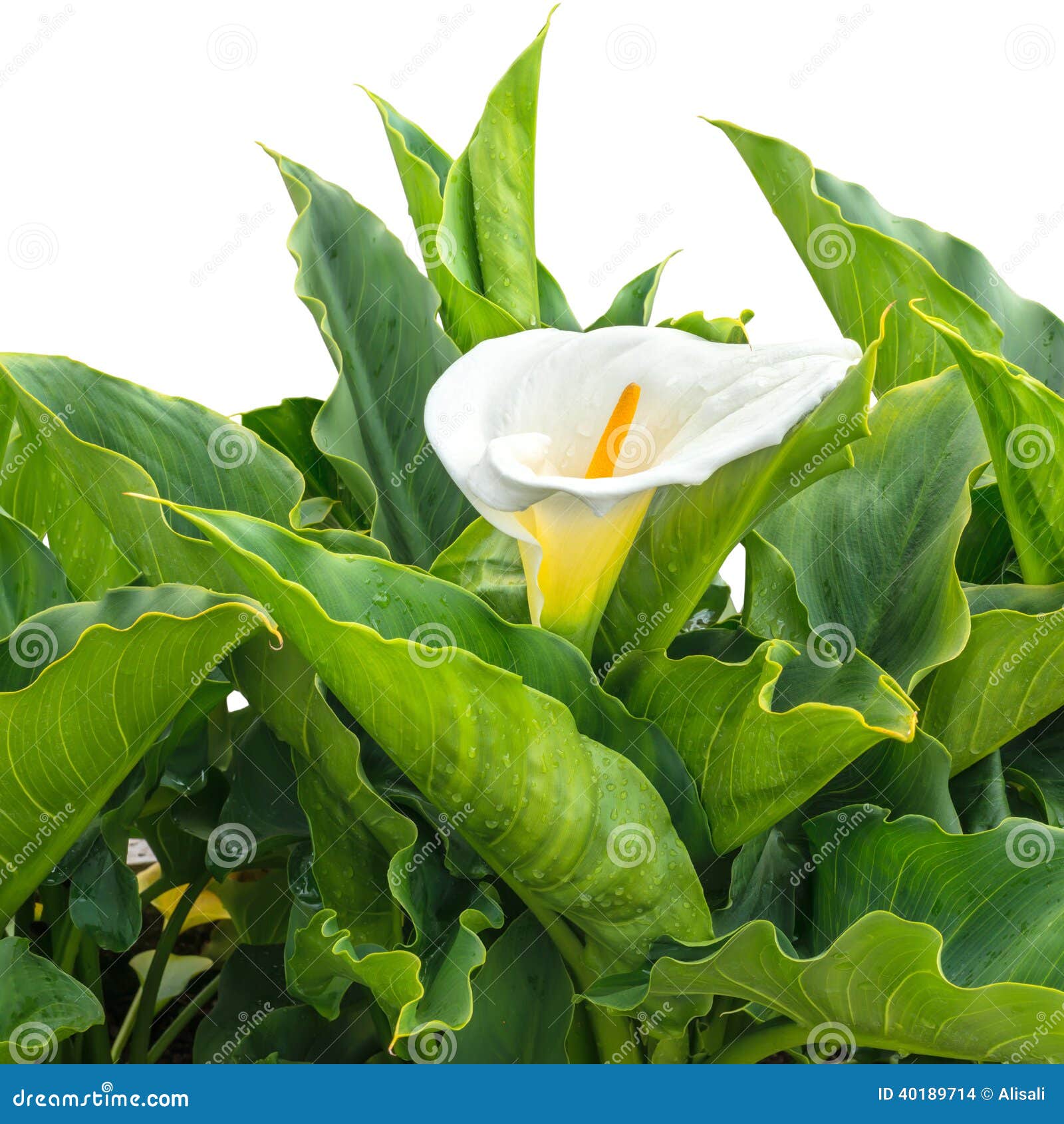 White Calla Lily Flower with Drops is Isolated Stock Photo - Image of ...