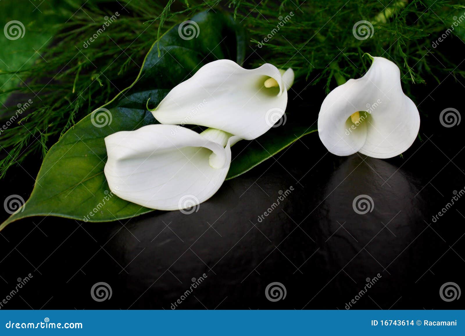 White Callas Royalty-Free Stock Image | CartoonDealer.com #16743592