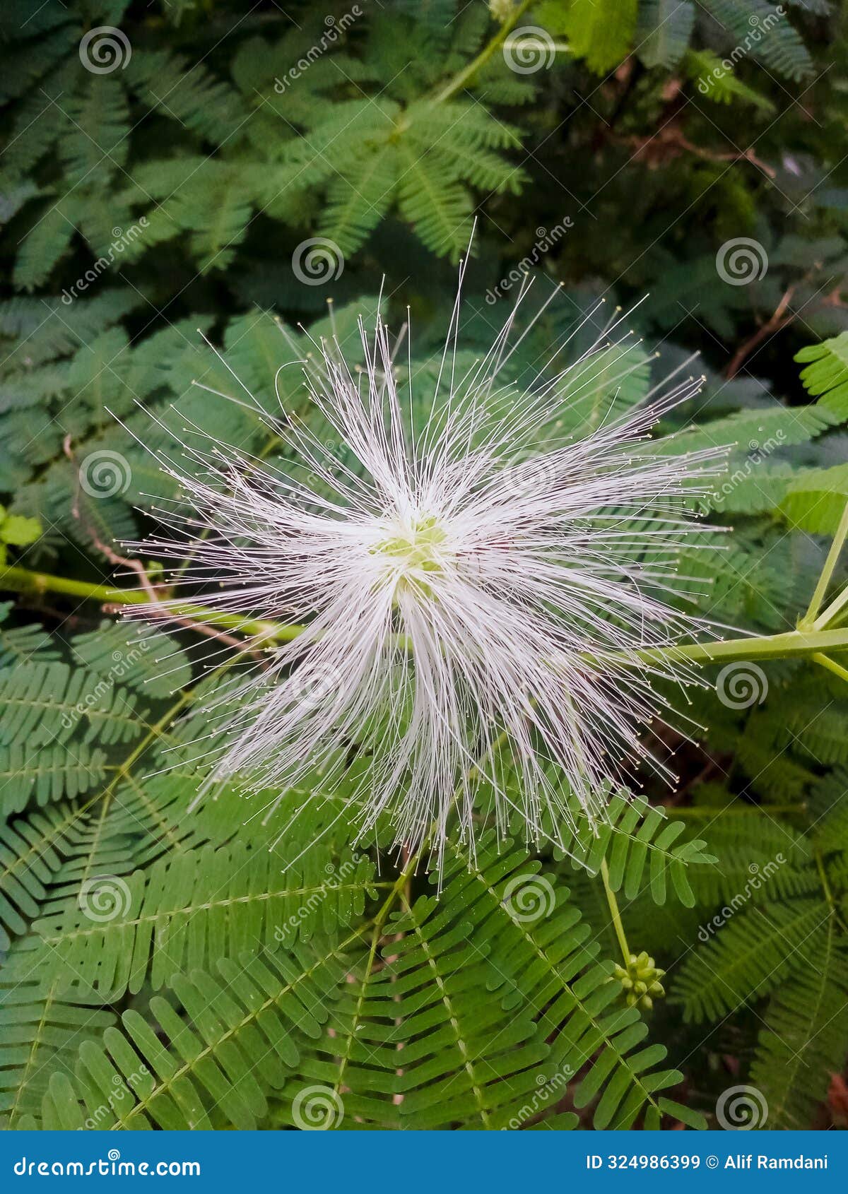 White calliandra flower stock image. Image of bloom - 324986399
