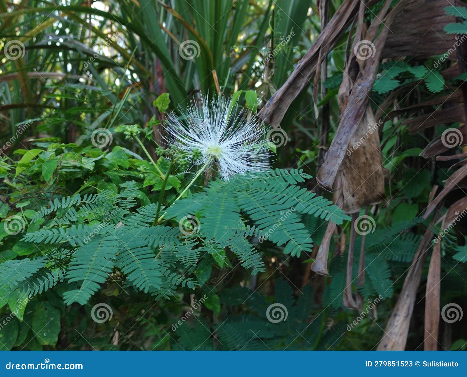 White Calliandra Flowers Blooming in the Garden Stock Image - Image of ...